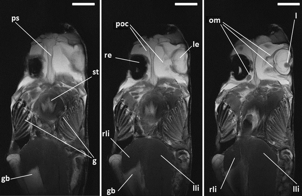 Visceral Anatomy Of Ocean Sunfish Mola Mola L 1758 Molidae