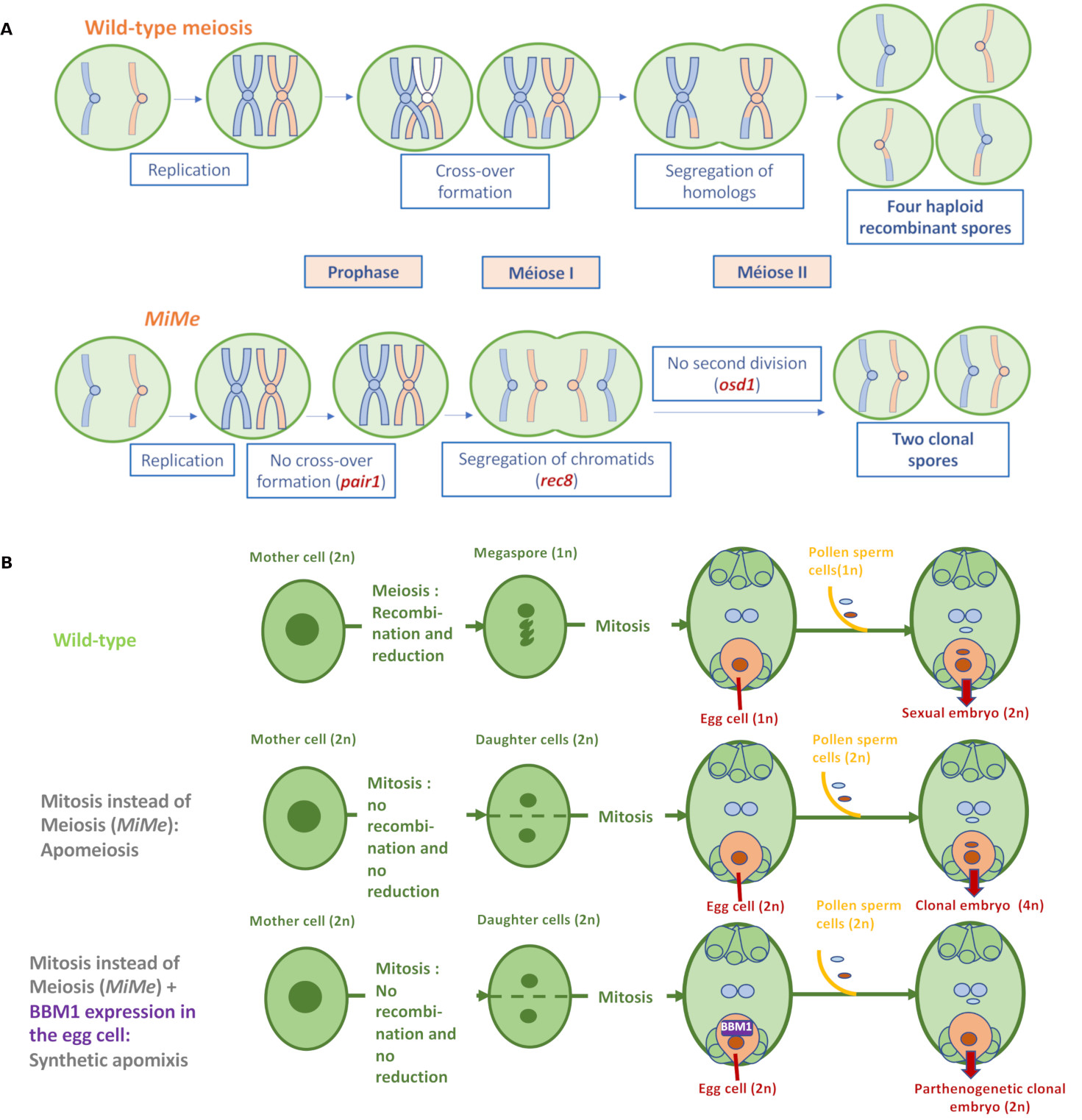 Clonal reproduction by seed of a cultivated hybrid plant: a new ...