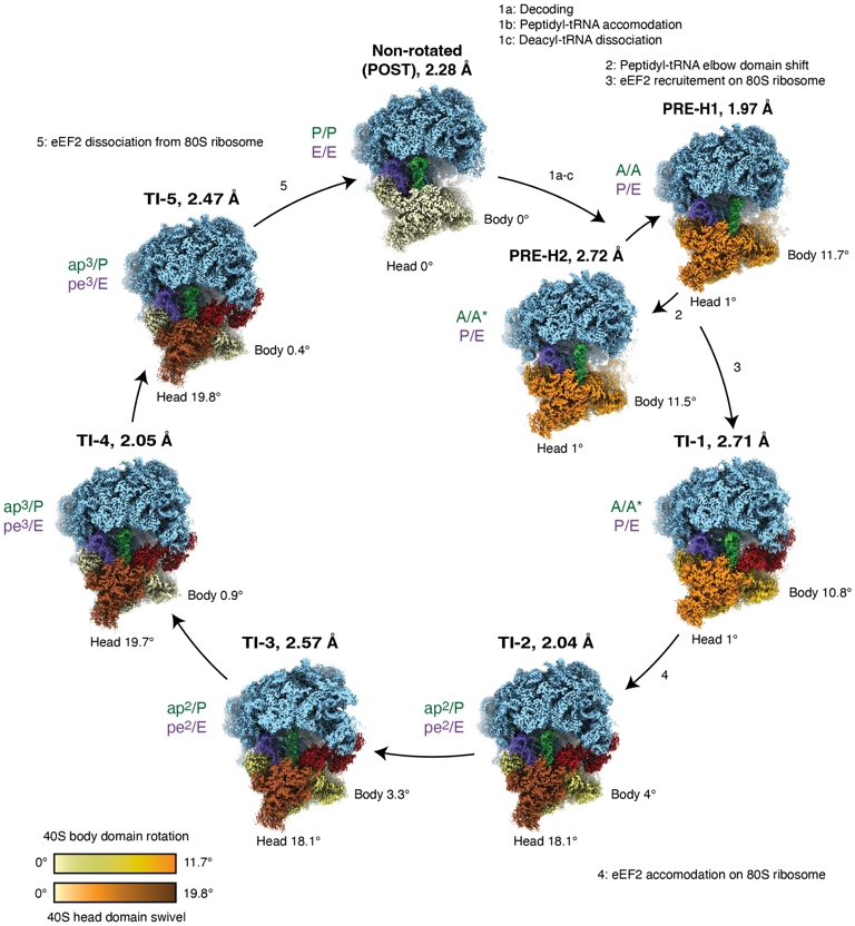 Atomic insights reveal fidelity mechanisms of eukaryotic protein synthesis