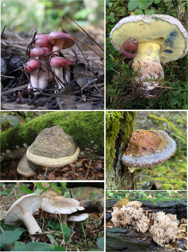 Les communautés fongiques des sols forestiers face aux changements ...