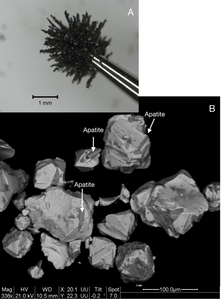 Intertwined fates of iron-bearing, authigenic minerals during early ...